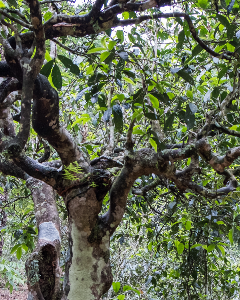 Zhao Zhou tea Magyarország